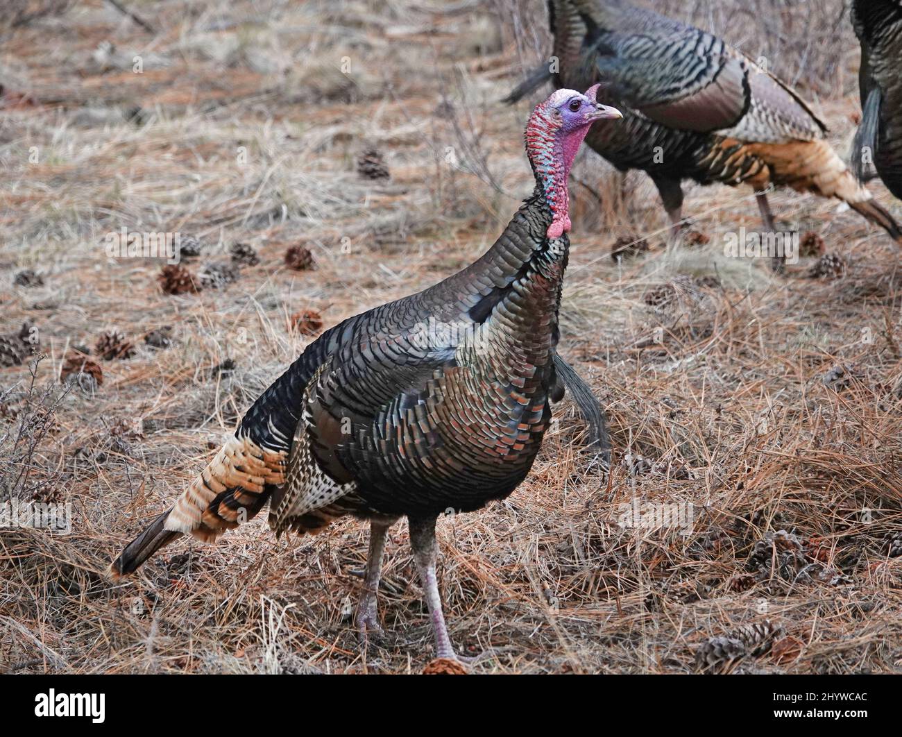 An American wild turkey, Meleagris gallopavo, a common wild bird in ...