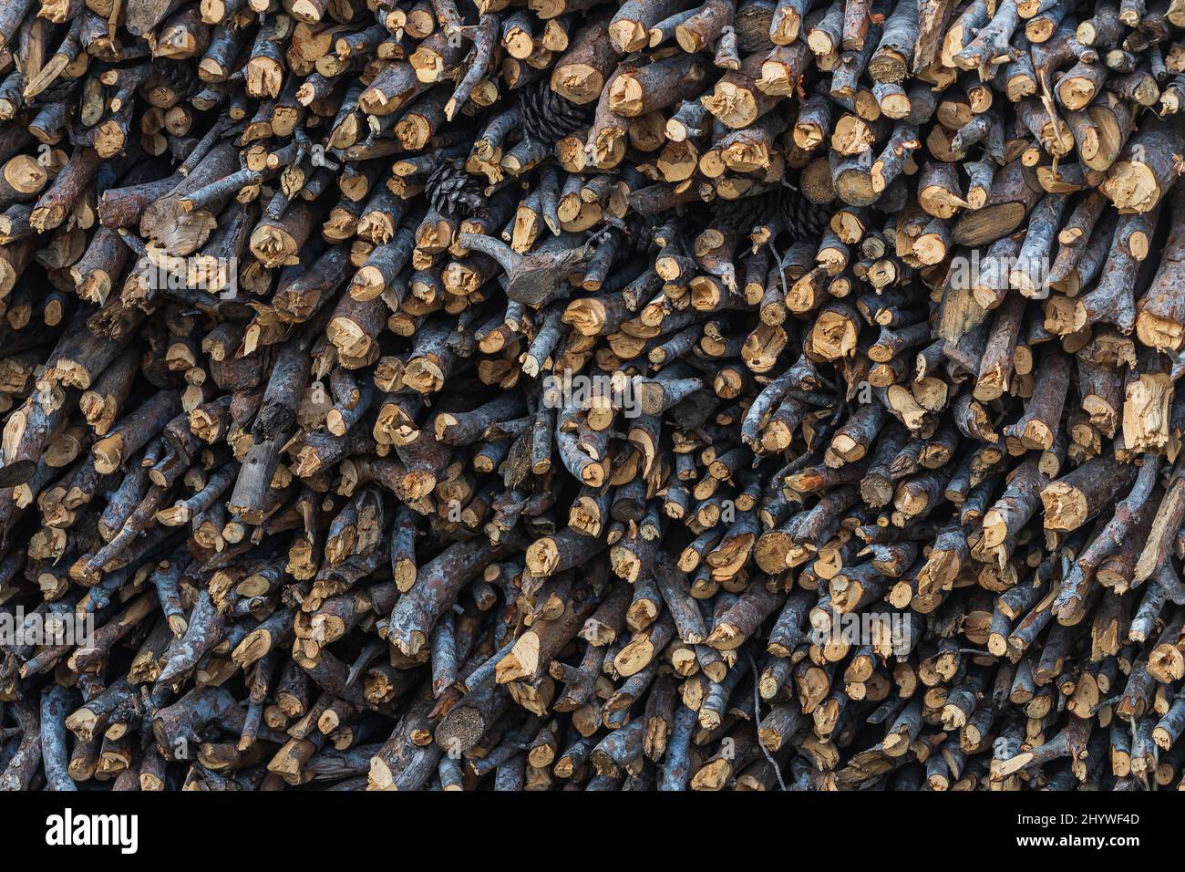 close-up sawn tree into small pieces. Background from sawn pieces of ...