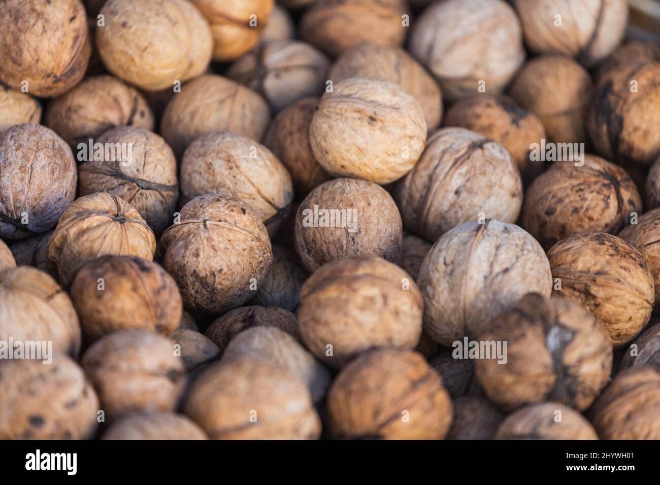A pile of unpeeled walnuts. Raw fresh walnut with shell on a display ...