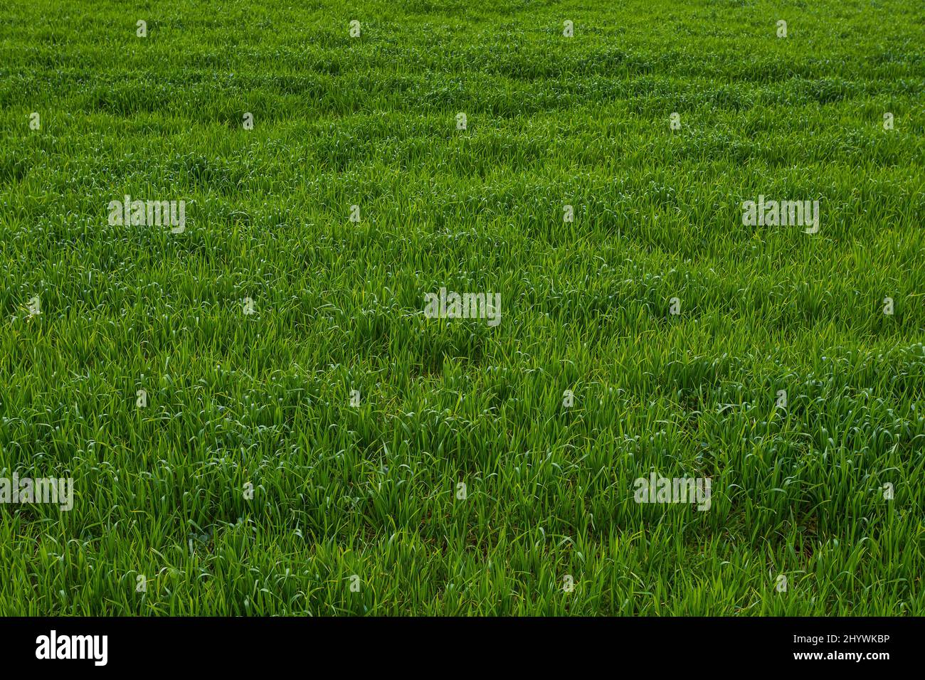 Texture of green grass field background, soft focus Stock Photo - Alamy