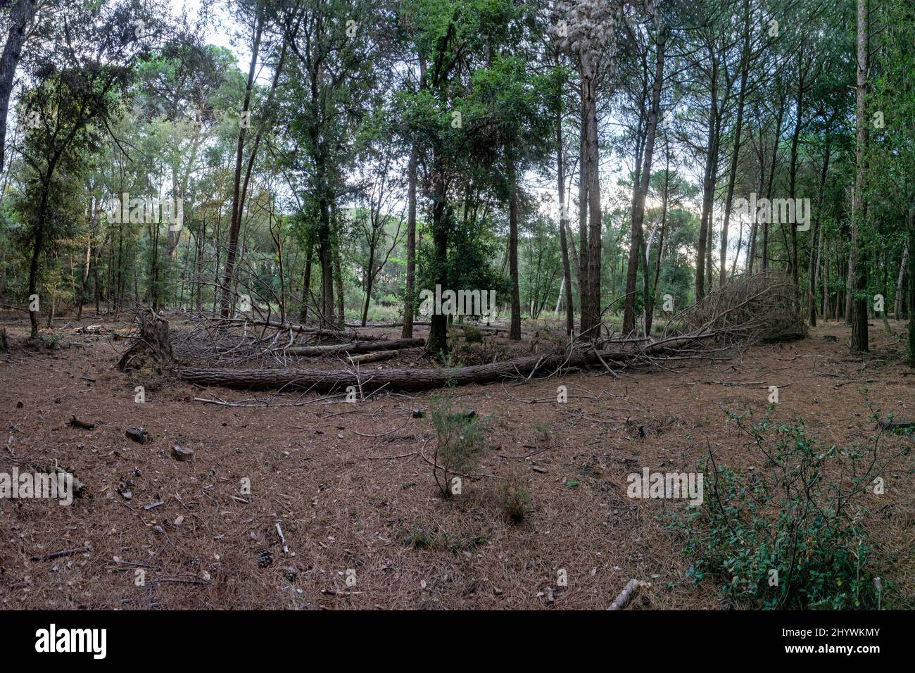 Scenic landscape of a forest with fallen logs and branches in the park ...