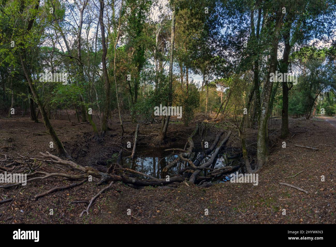 Scenic landscape of a forest with fallen logs in the big puddle in the ...