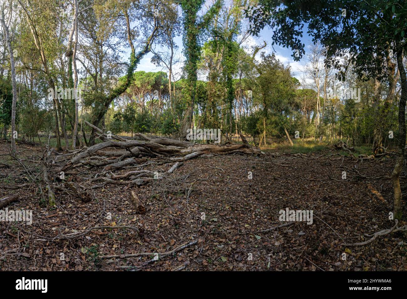 Scenic landscape of a forest with fallen logs and branches in the park ...