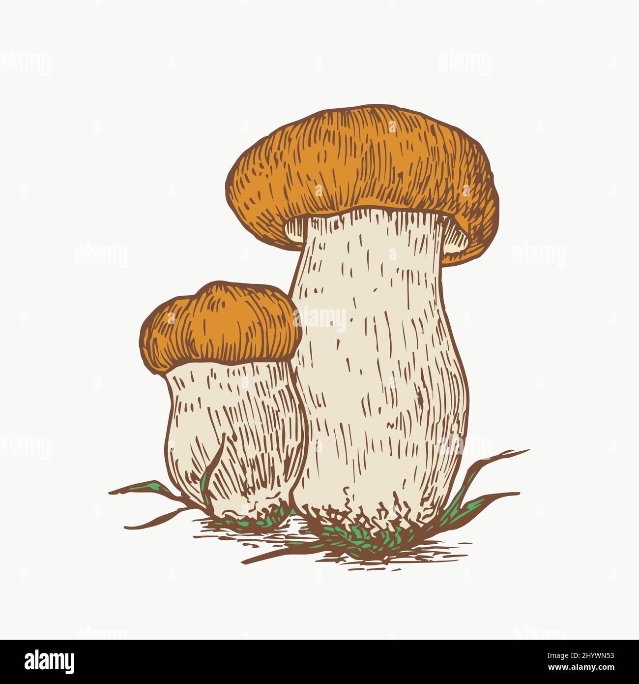 Hand Drawn Penny Bun Boletus Mushrooms Abstract Color Illustration ...