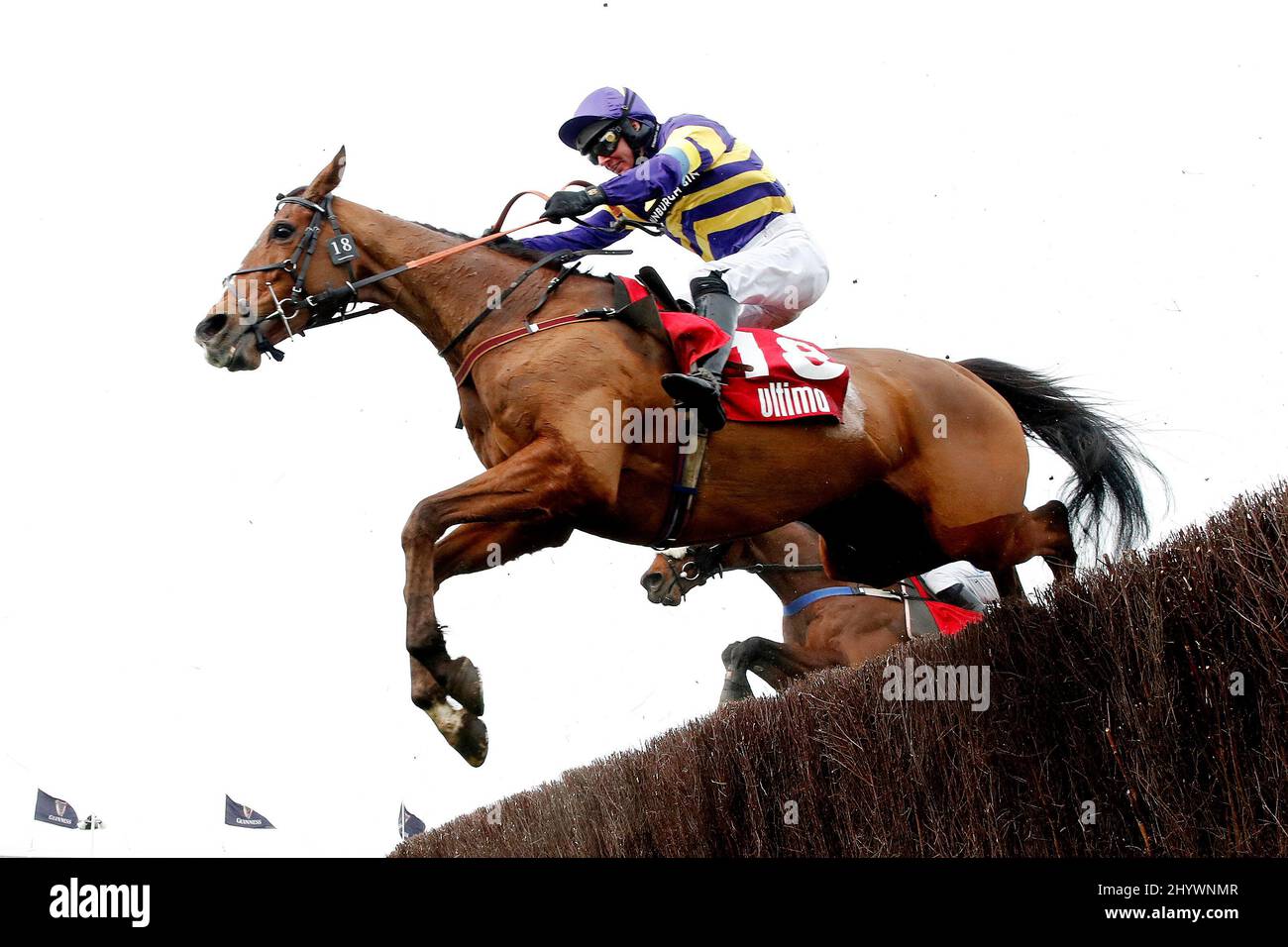 Corach rambler horse hi-res stock photography and images - Alamy