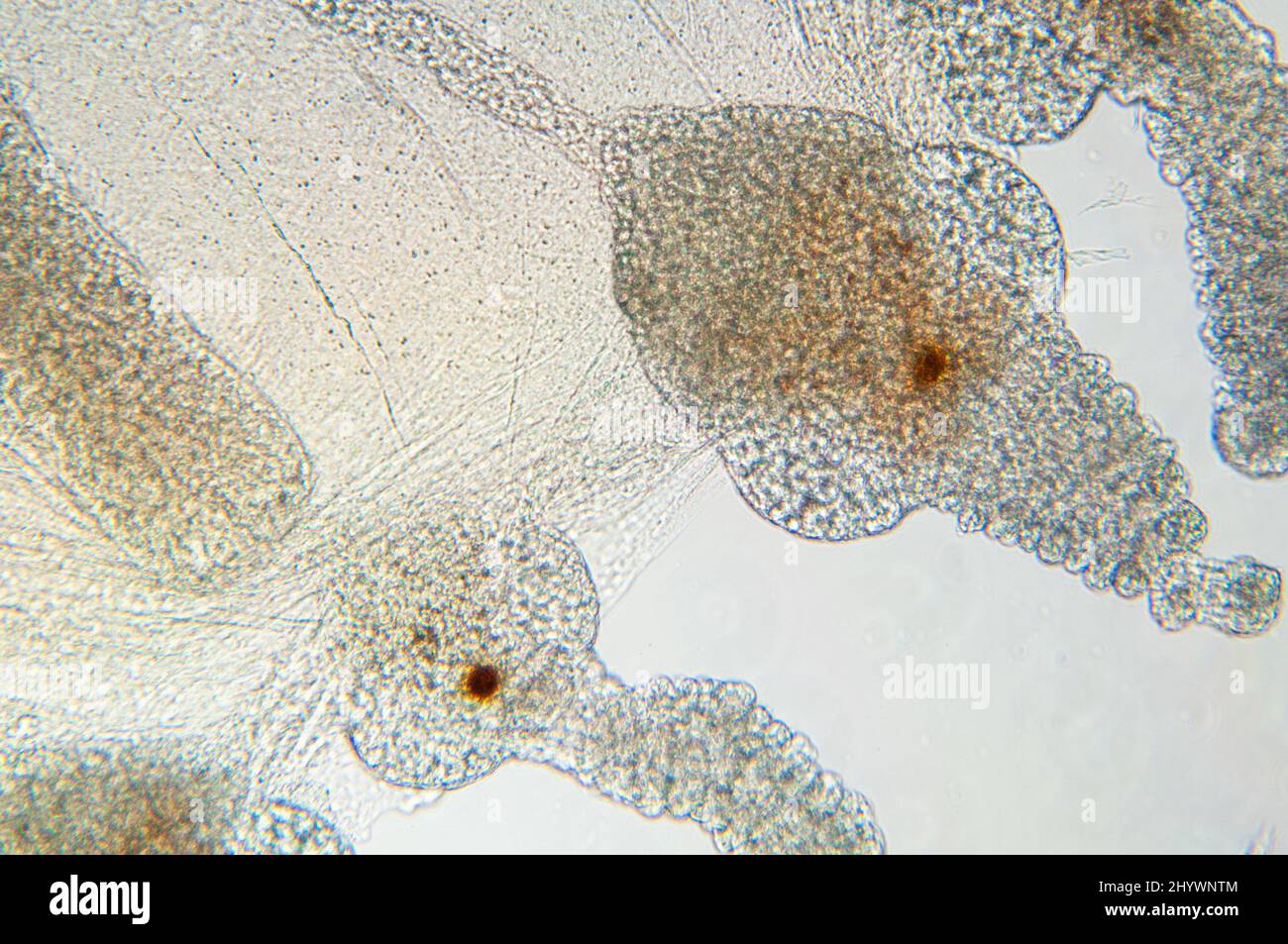 Microscope image of stinging appendages on juvenile jellyfish, UK Stock ...