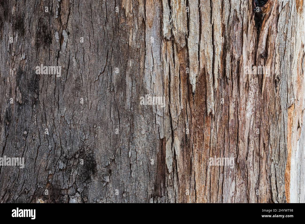 close-up of the trunk of an adult tree Stock Photo - Alamy