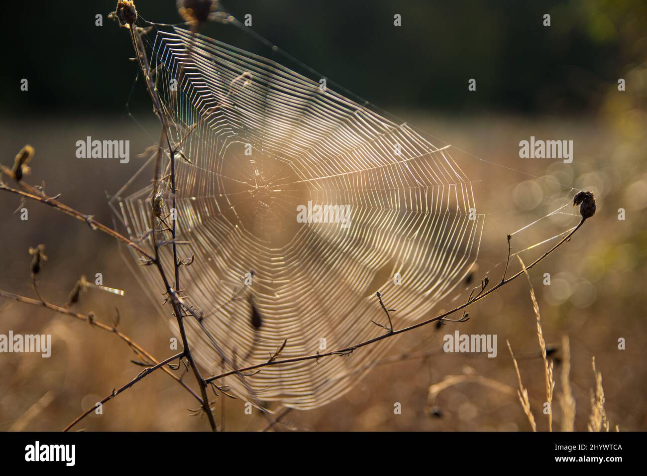 Spiderweb in a bush hi-res stock photography and images - Alamy