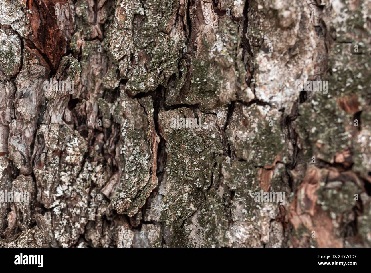 Tree bark texture wooden surface background. High detailed backdrop ...