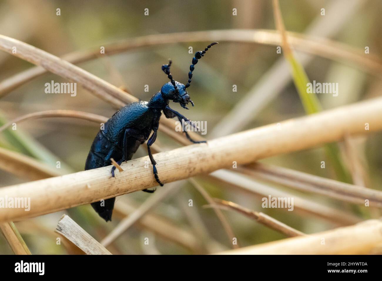 Shot of European oil beetle sitting on a stick Stock Photo - Alamy