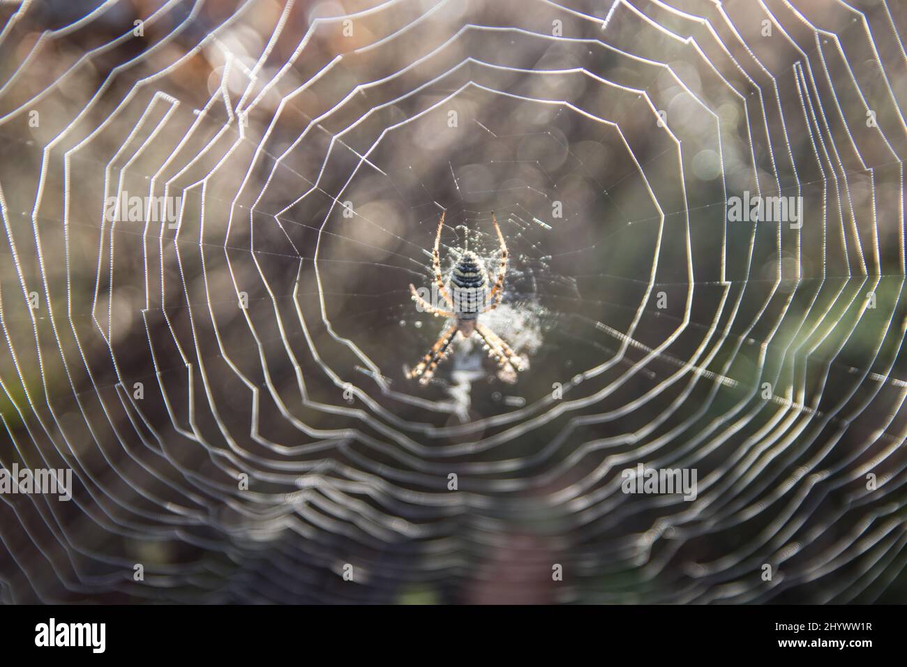 Shallow focus shot of spider on his web waiting for extraction Stock ...