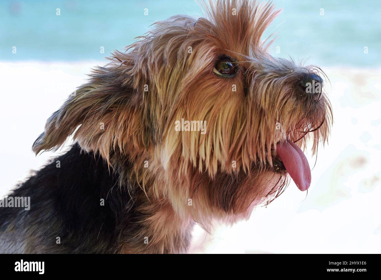 Yorkshire Terrier playing at the beach Stock Photo - Alamy