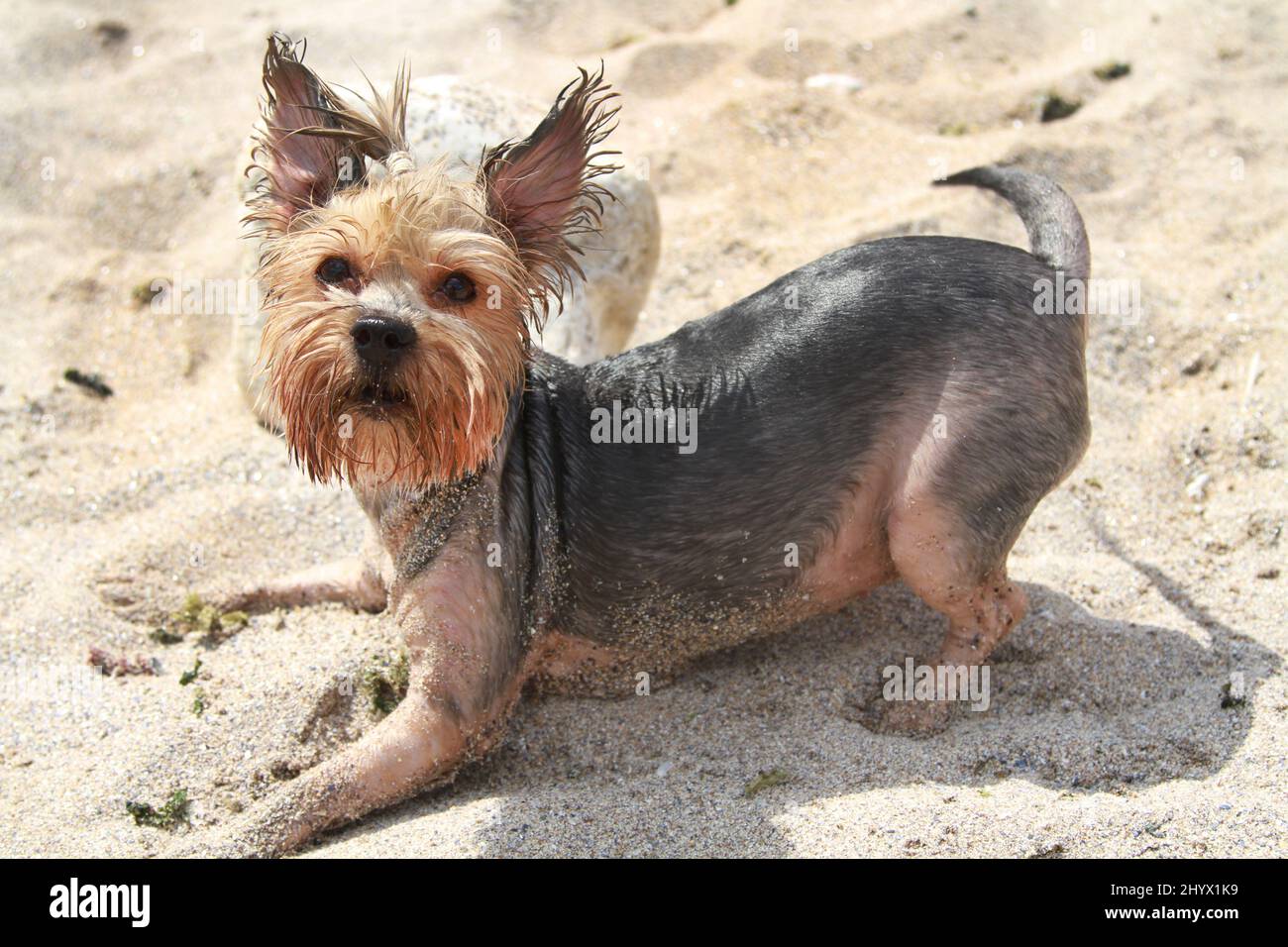 Yorkshire Terrier playing at the beach Stock Photo - Alamy