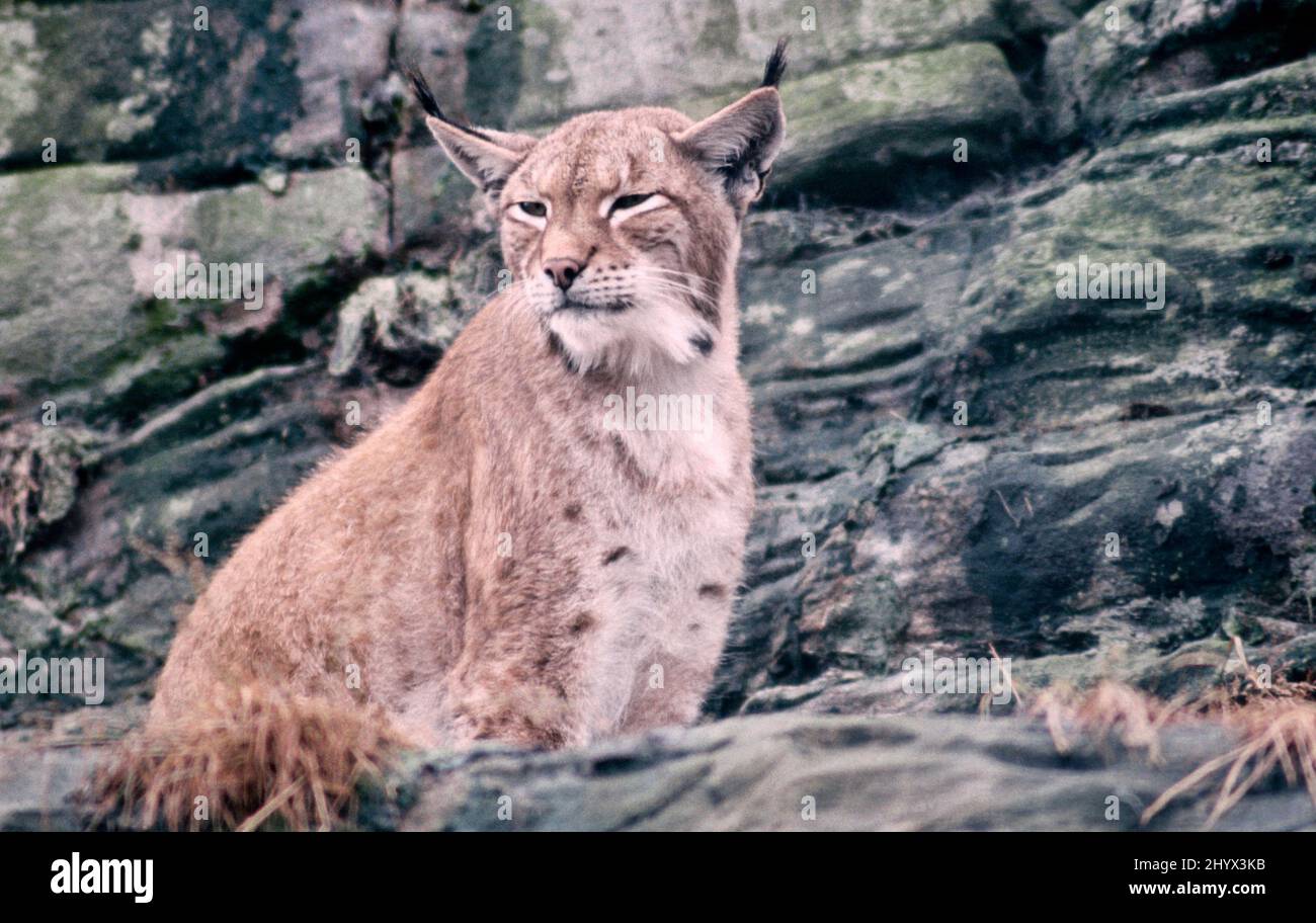 Eurasian lynx lynx lynx ears hi-res stock photography and images - Alamy