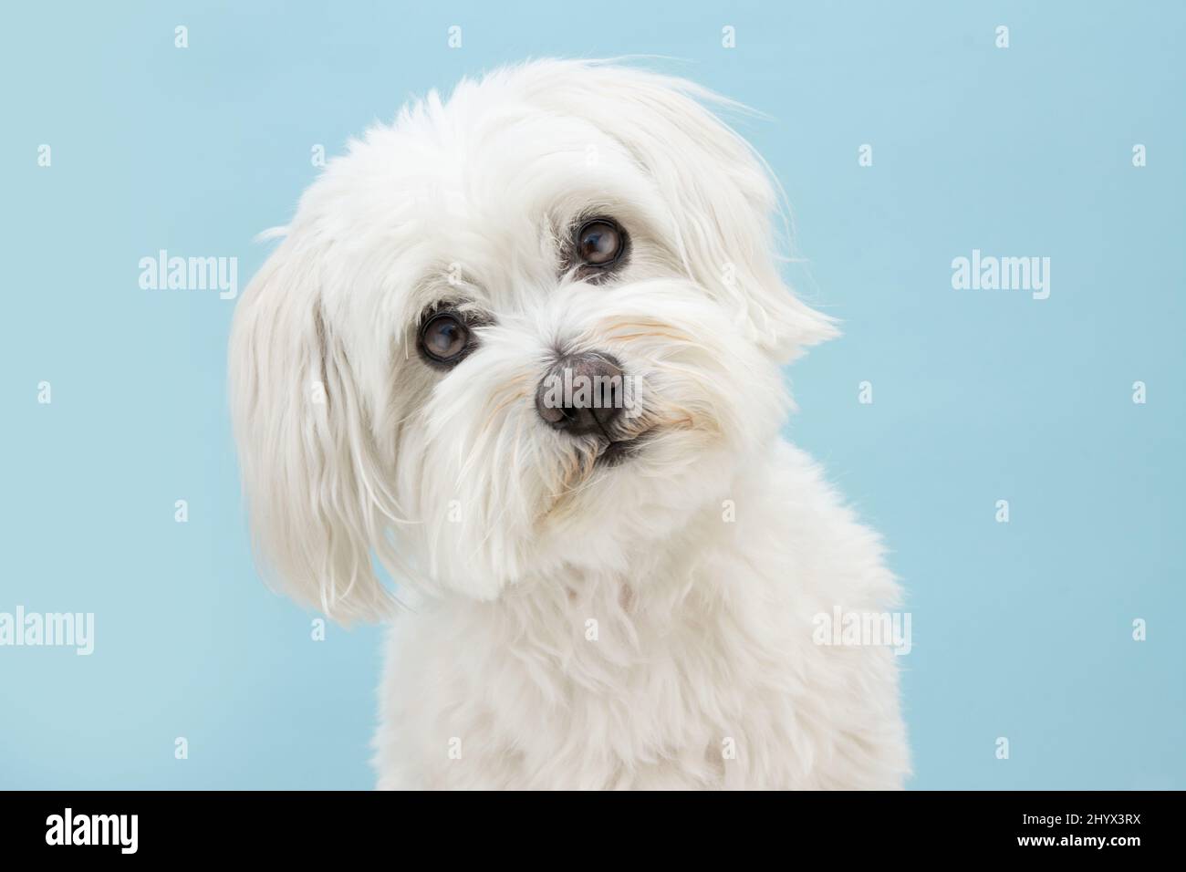 Cute maltese puppy dog tilting head side. Isolated on blue pastel ...