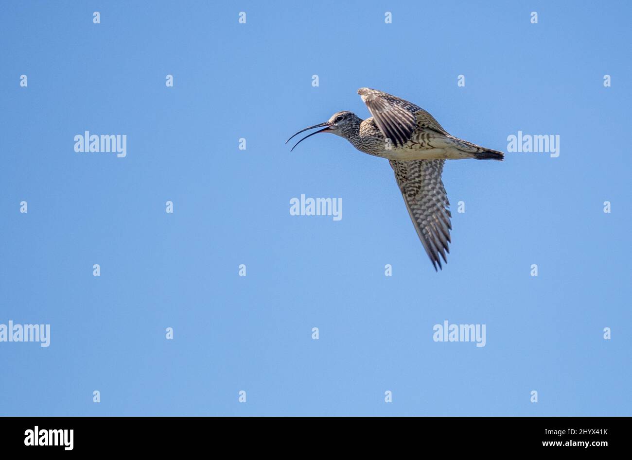 Common curlew flying on a blue background Stock Photo - Alamy