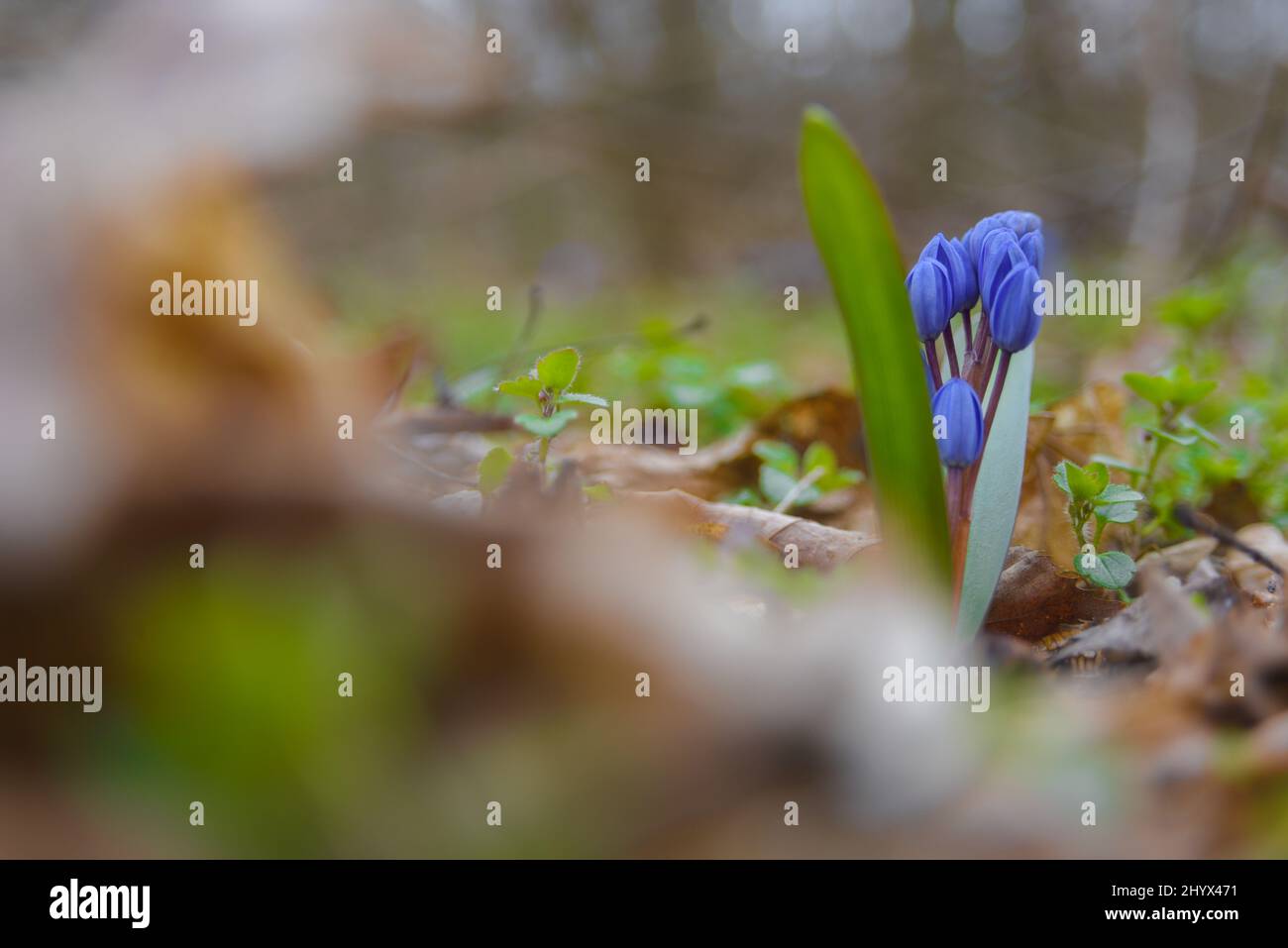 Woman holding young seedling plants hi-res stock photography and images ...