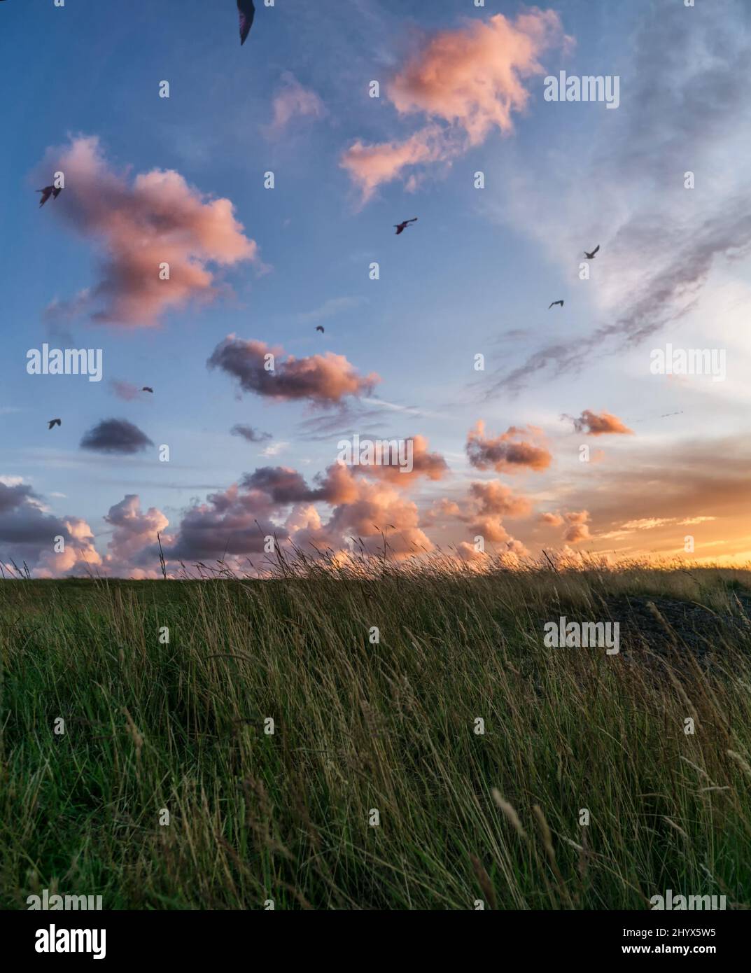 Vertical shot beautiful meadow hi-res stock photography and images - Alamy