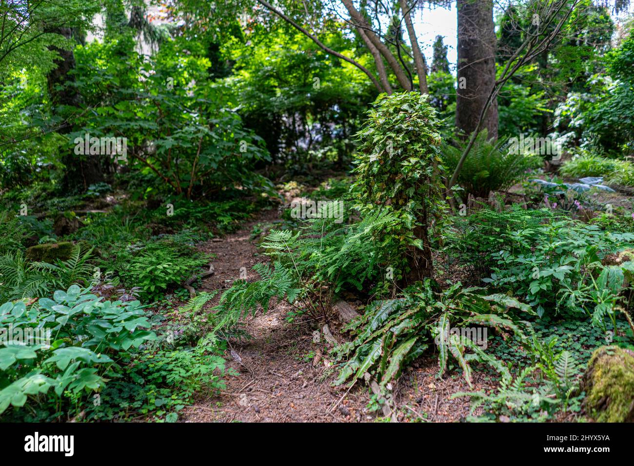 Little path in a lush green garden on a sunny summer day Stock Photo ...