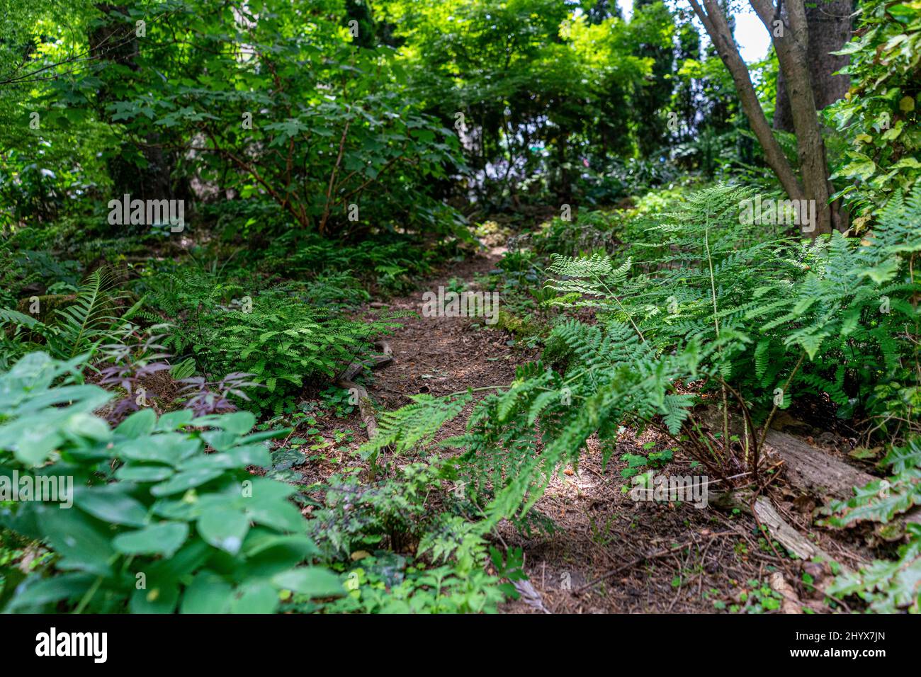Little path in a lush green garden on a sunny summer day Stock Photo ...