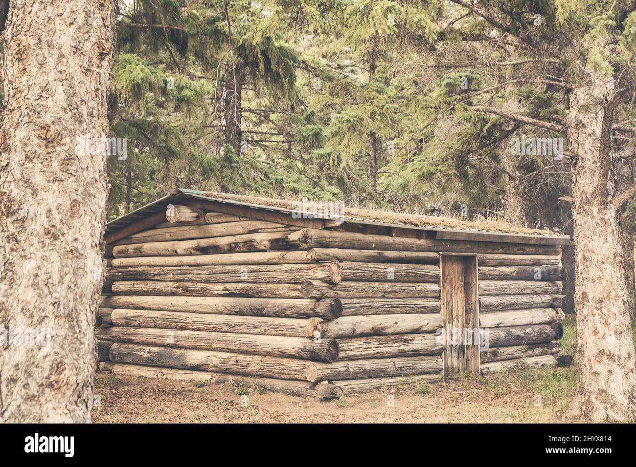 A historical short log cabin with a doorway in a thick stand of trees ...