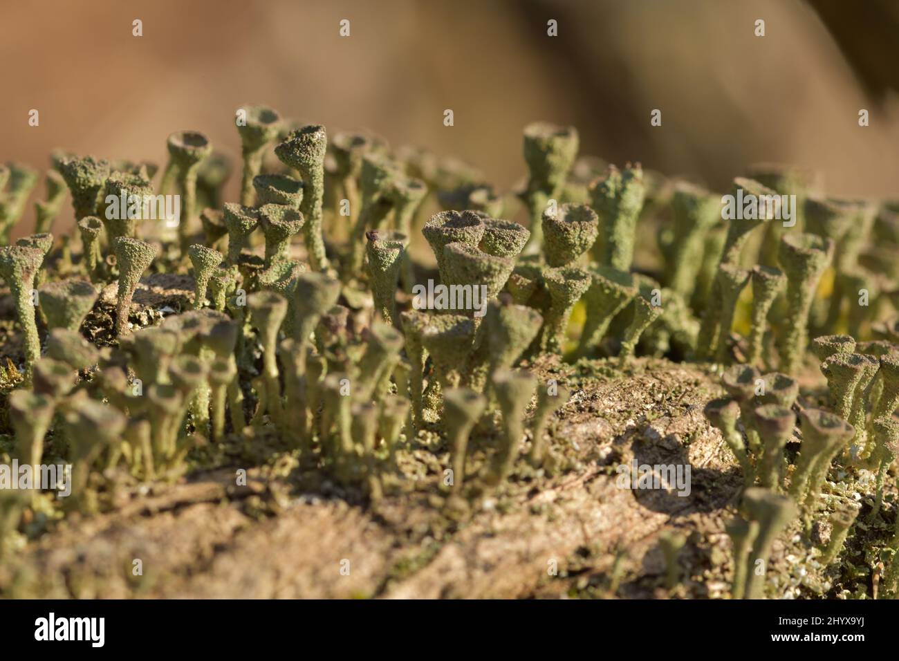 towers of lichen growing on a log Stock Photo - Alamy