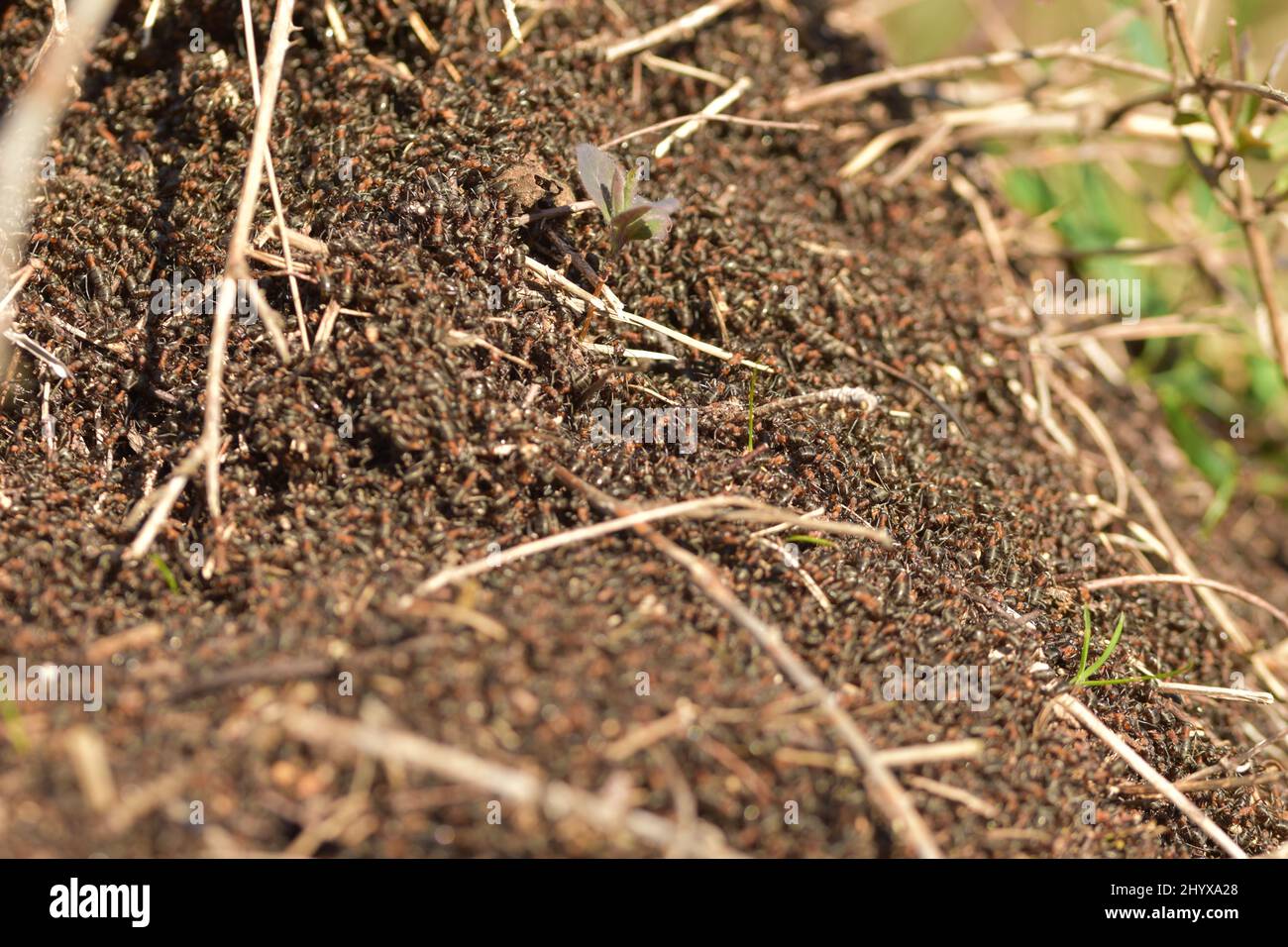 Wood ants in UK Stock Photo - Alamy