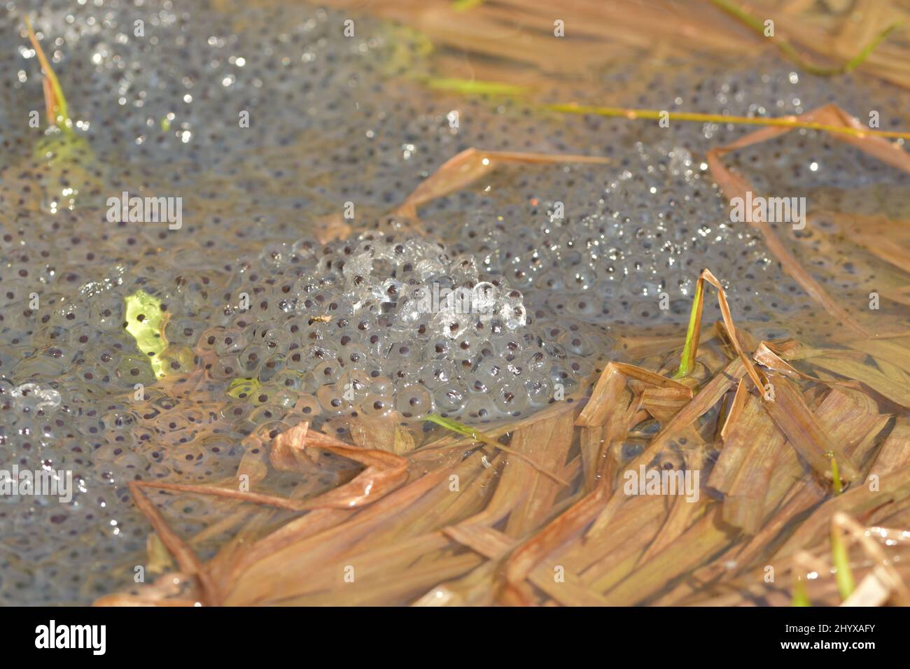 Frogspawn in spring Stock Photo - Alamy