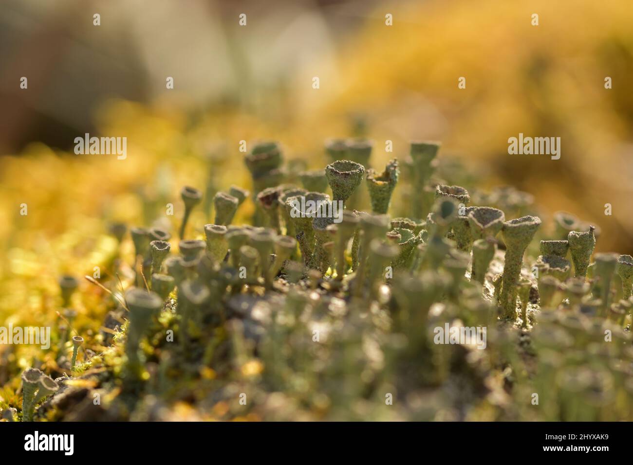 towers of lichen growing on a log Stock Photo - Alamy