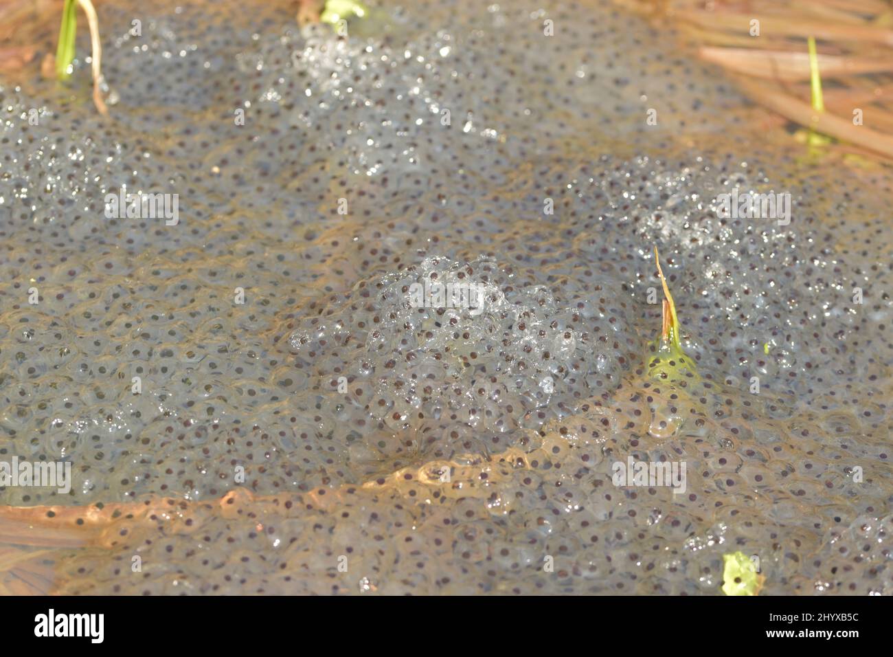 Frogspawn in spring Stock Photo - Alamy