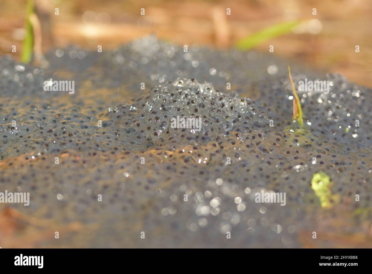 Frogspawn close up hi-res stock photography and images - Alamy