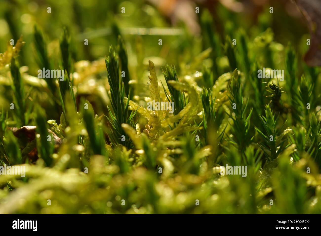 A forest of moss Stock Photo - Alamy