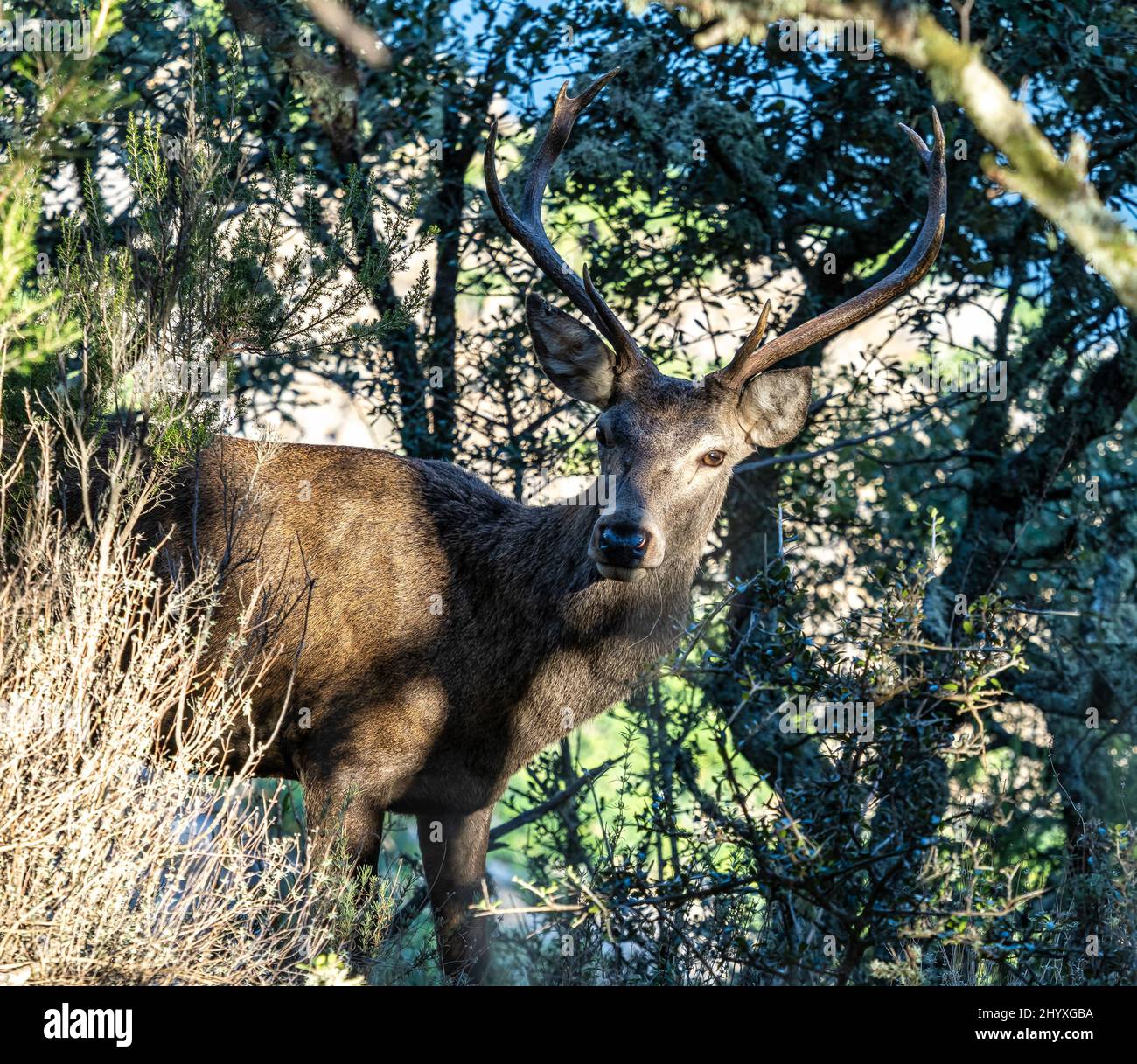 Iberian red deer, Cervus elaphus hispanicus. Monfrague National Park ...