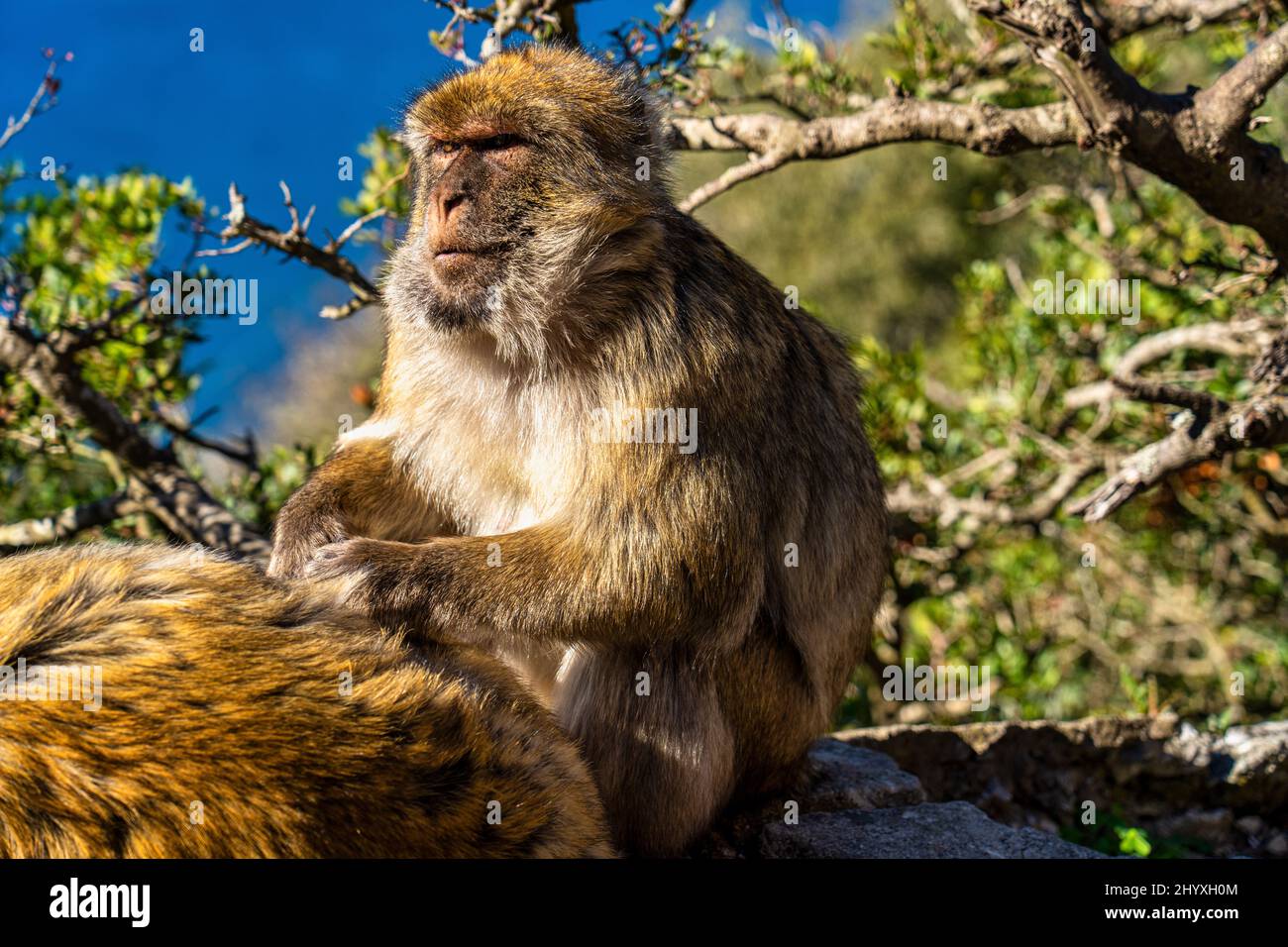 Close up of a wild macaque or Gibraltar monkey, one of the most famous ...