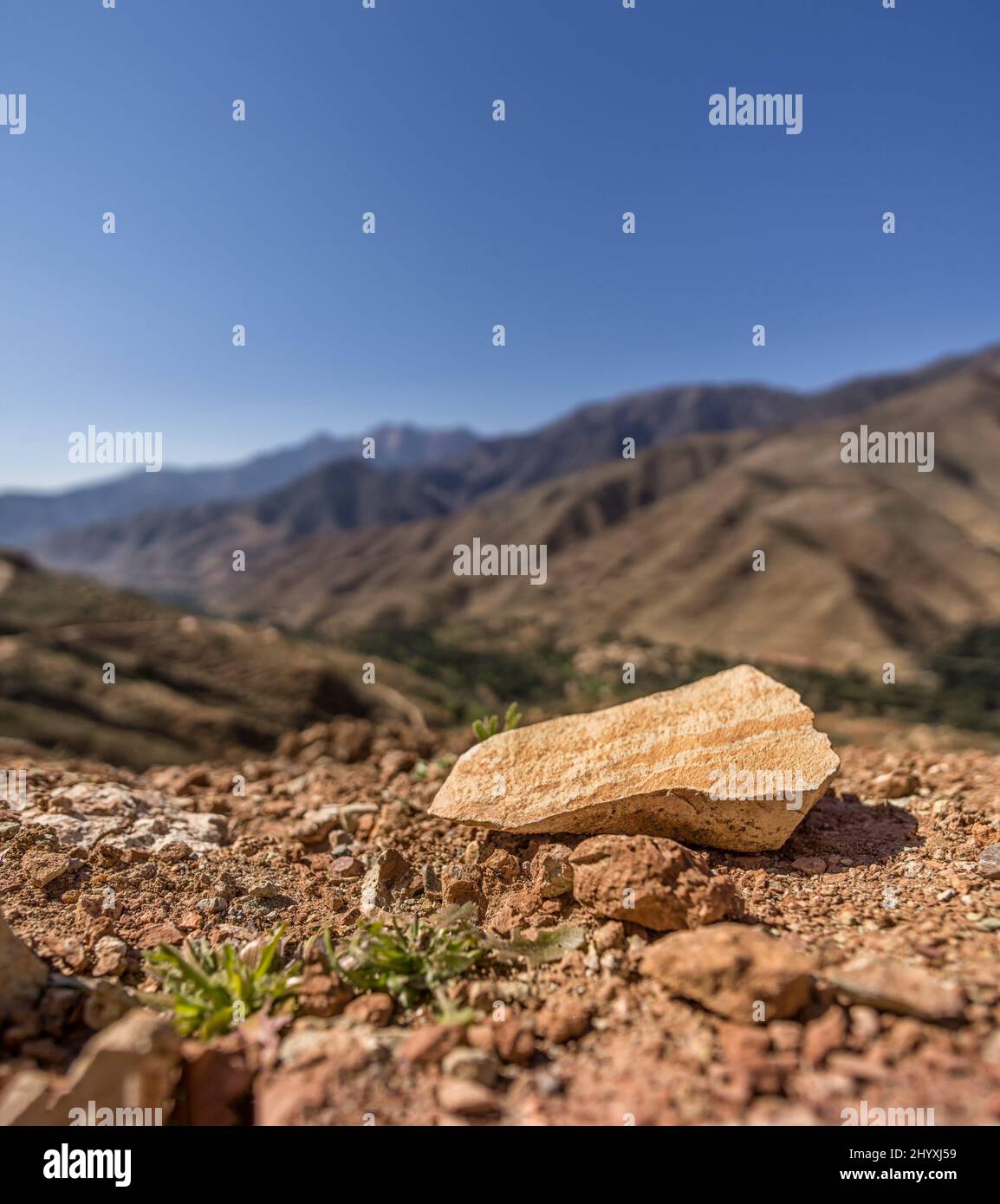 Beautiful view of a desert with green plants and a cloudless sky ...