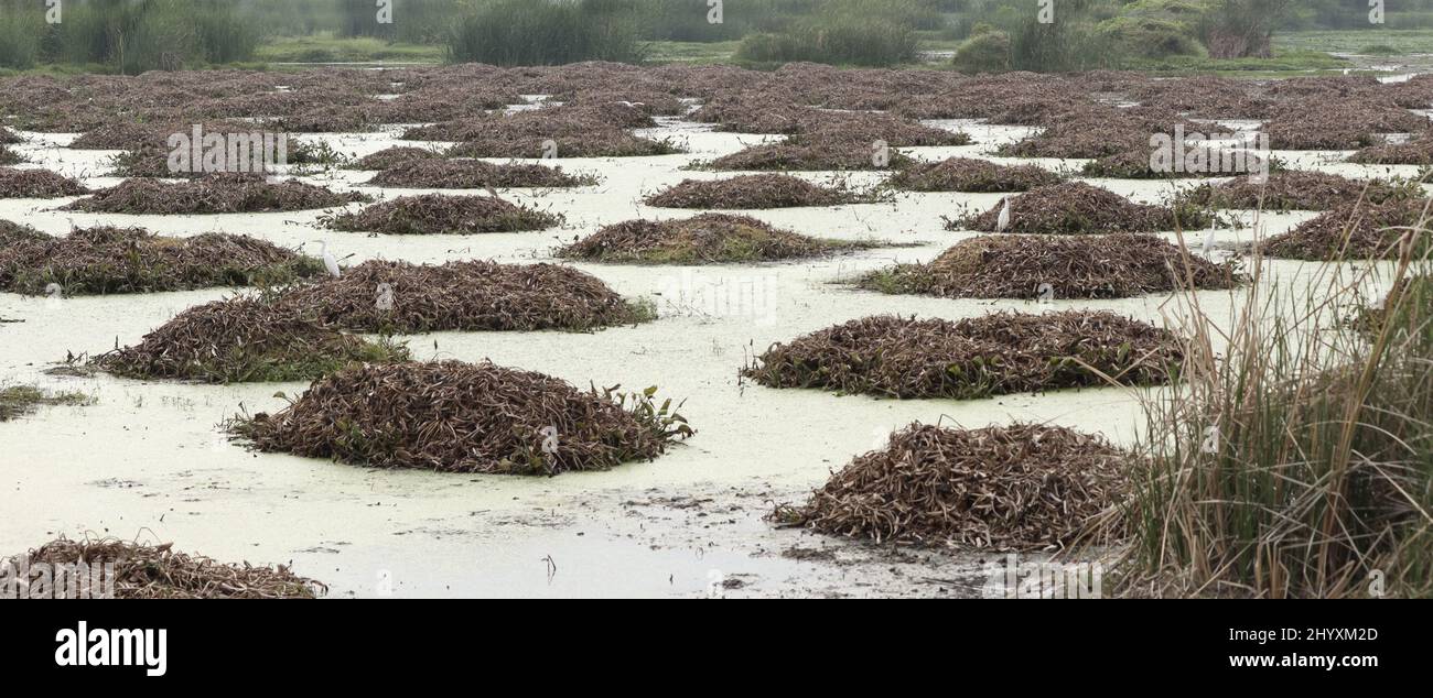 Natural shot in the daylight of a lake wet land Stock Photo - Alamy
