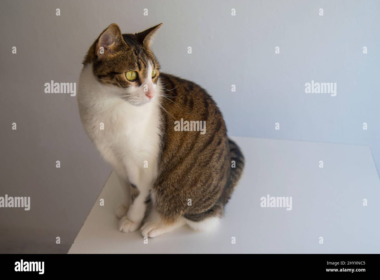 Gato tabby adulto hi-res stock photography and images - Alamy