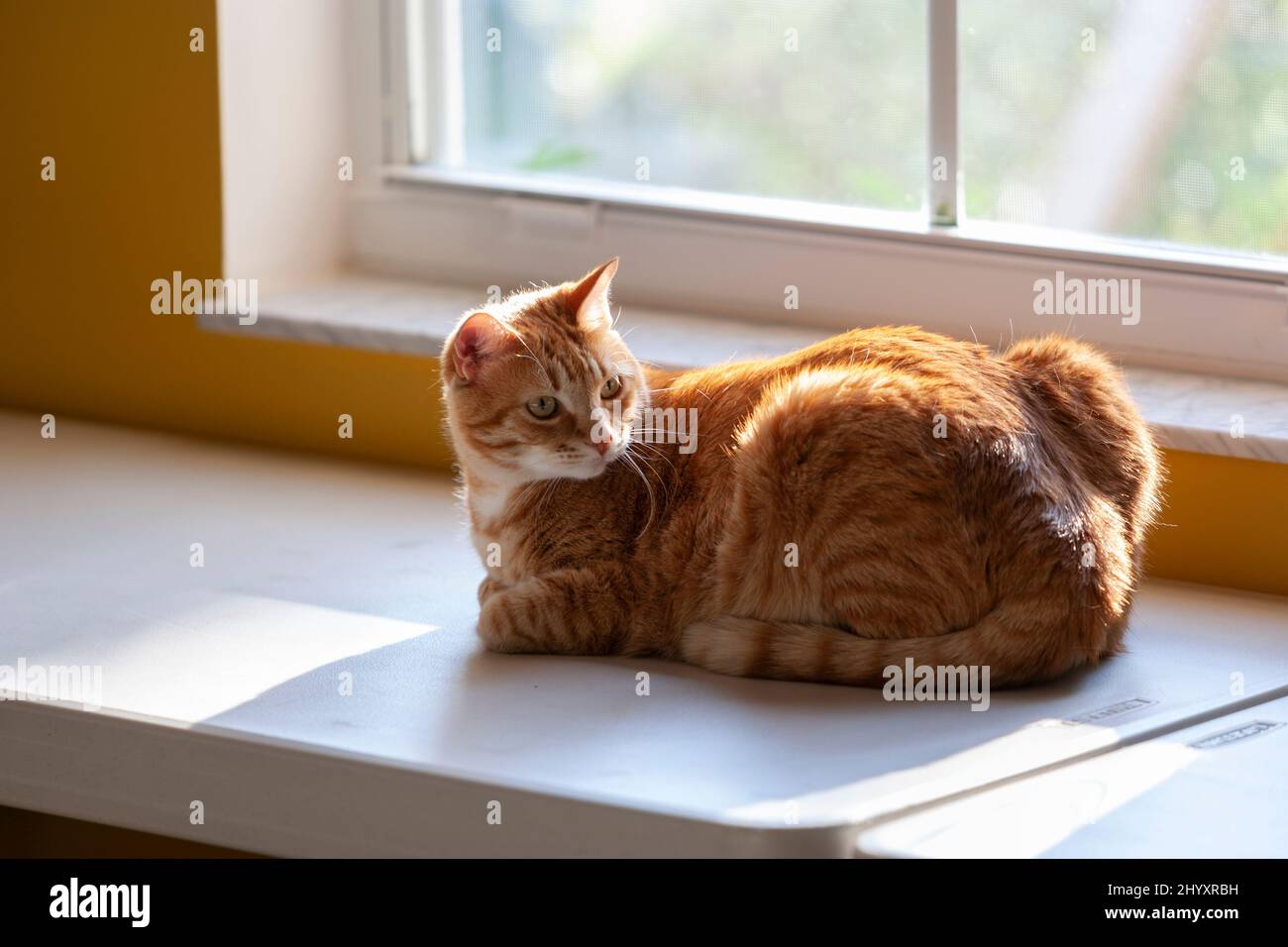 Orange cat relaxing by a house window Stock Photo - Alamy