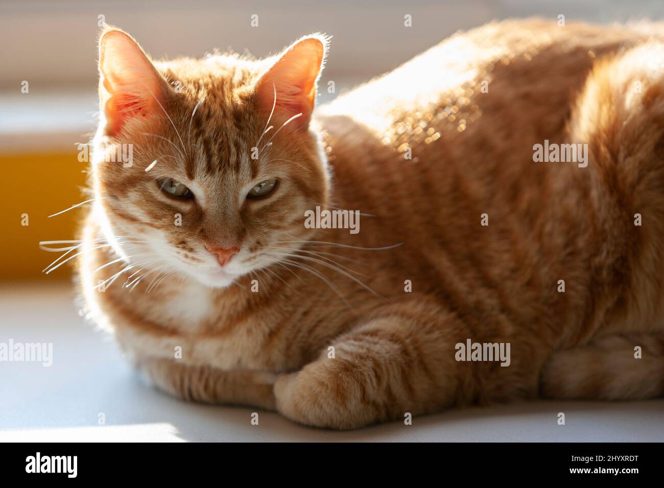 Orange cat relaxing by a house window Stock Photo - Alamy