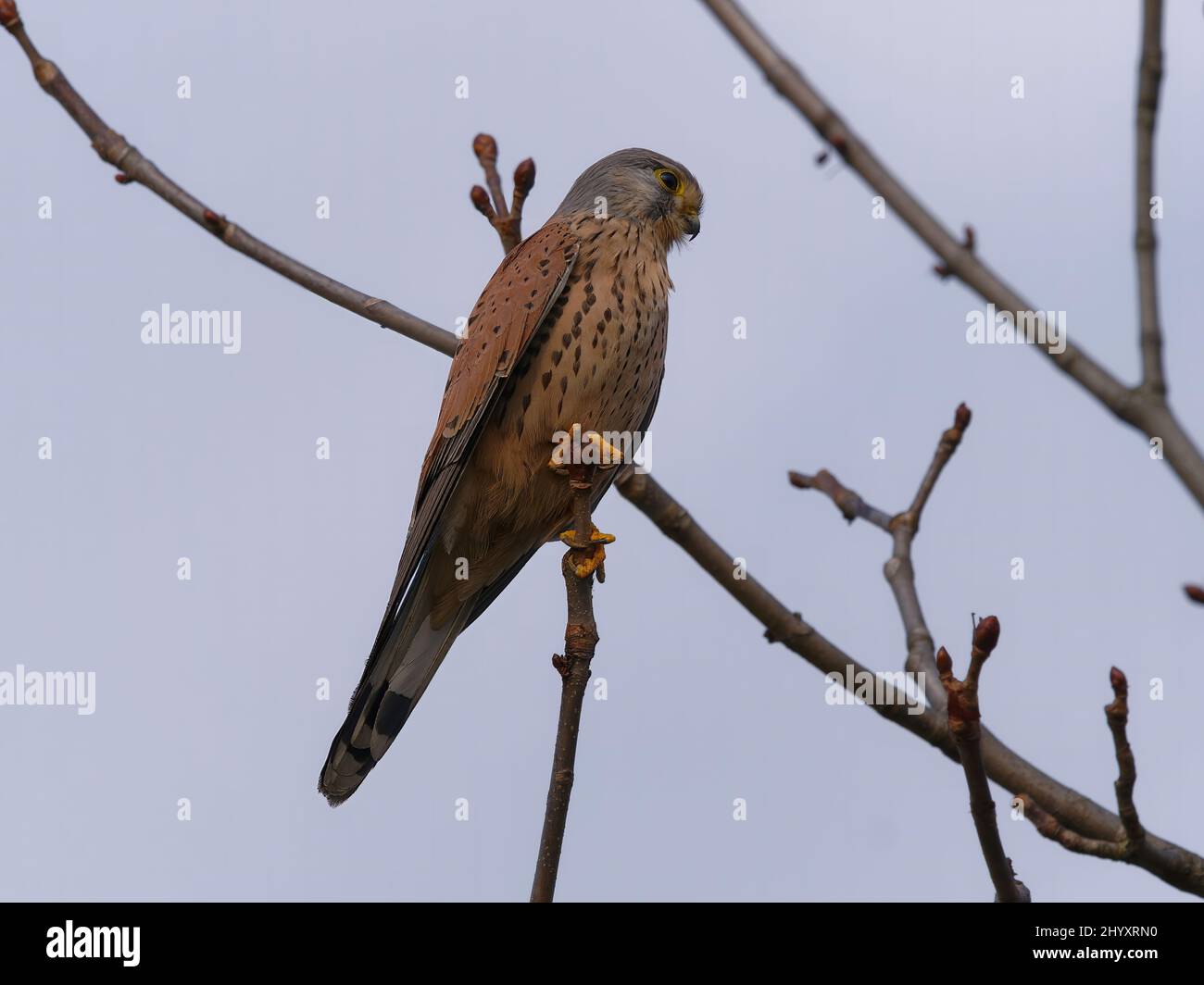 Low angle closeup of a beautiful common Kestrel standing on a thin tree ...