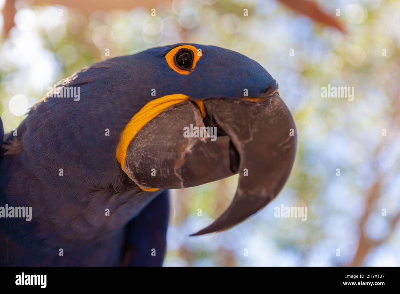 Hyacinth Macaw in a cage in the zoo, Miami, Florida, USA Stock Photo ...