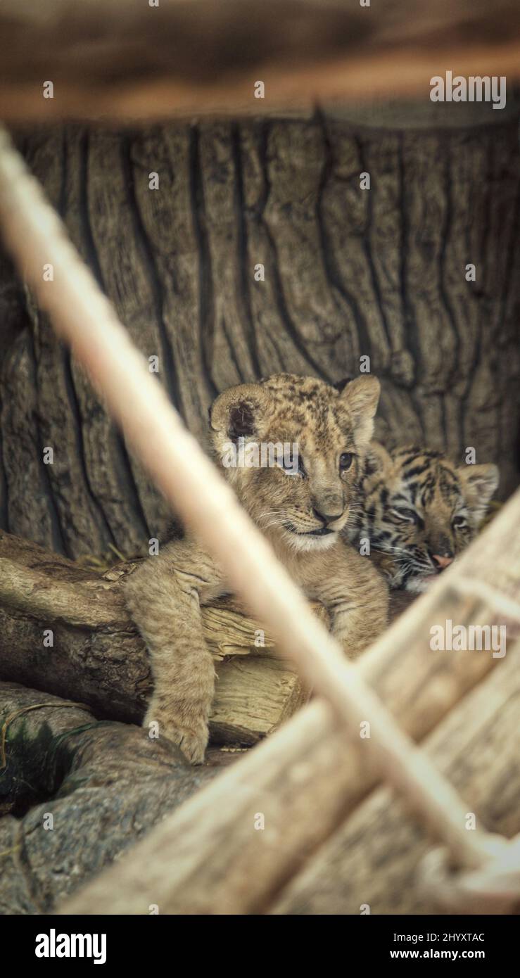The adorable fluffy tiger cubs in the zoo Stock Photo - Alamy