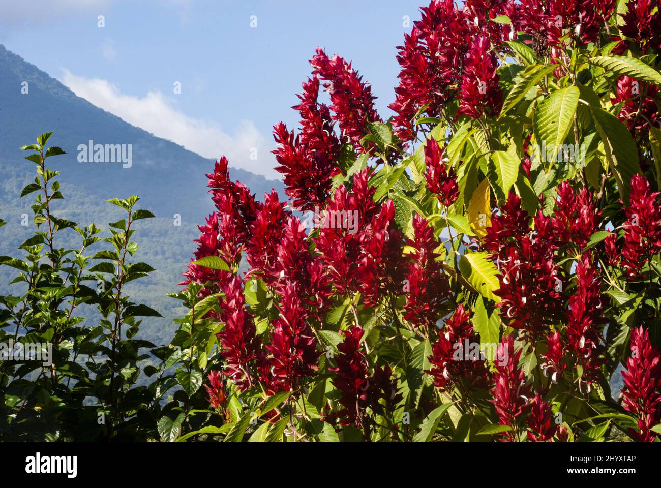 Outdoor flowers in the garden of Guatemala Stock Photo - Alamy
