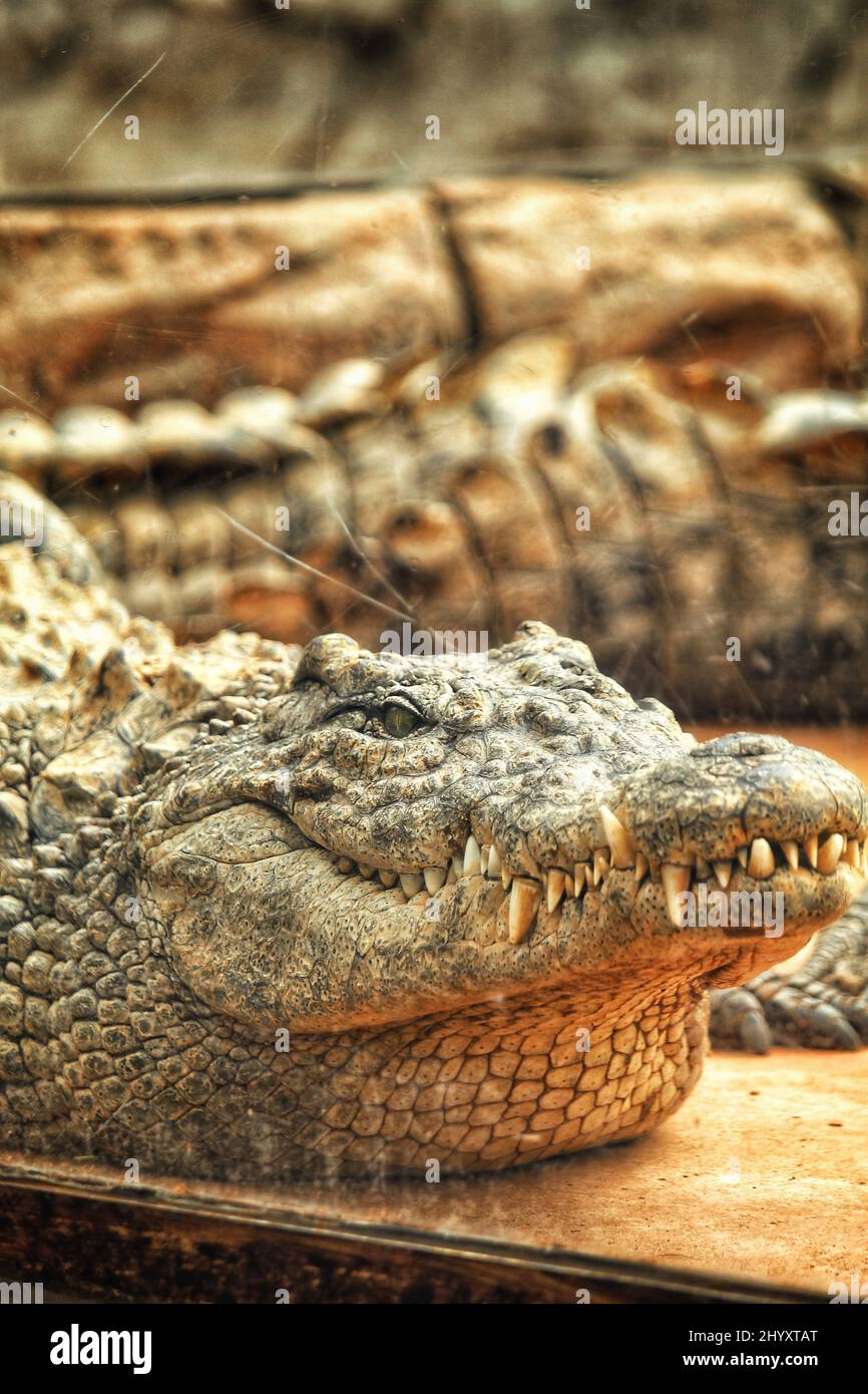 Carnivores creature hi-res stock photography and images - Alamy