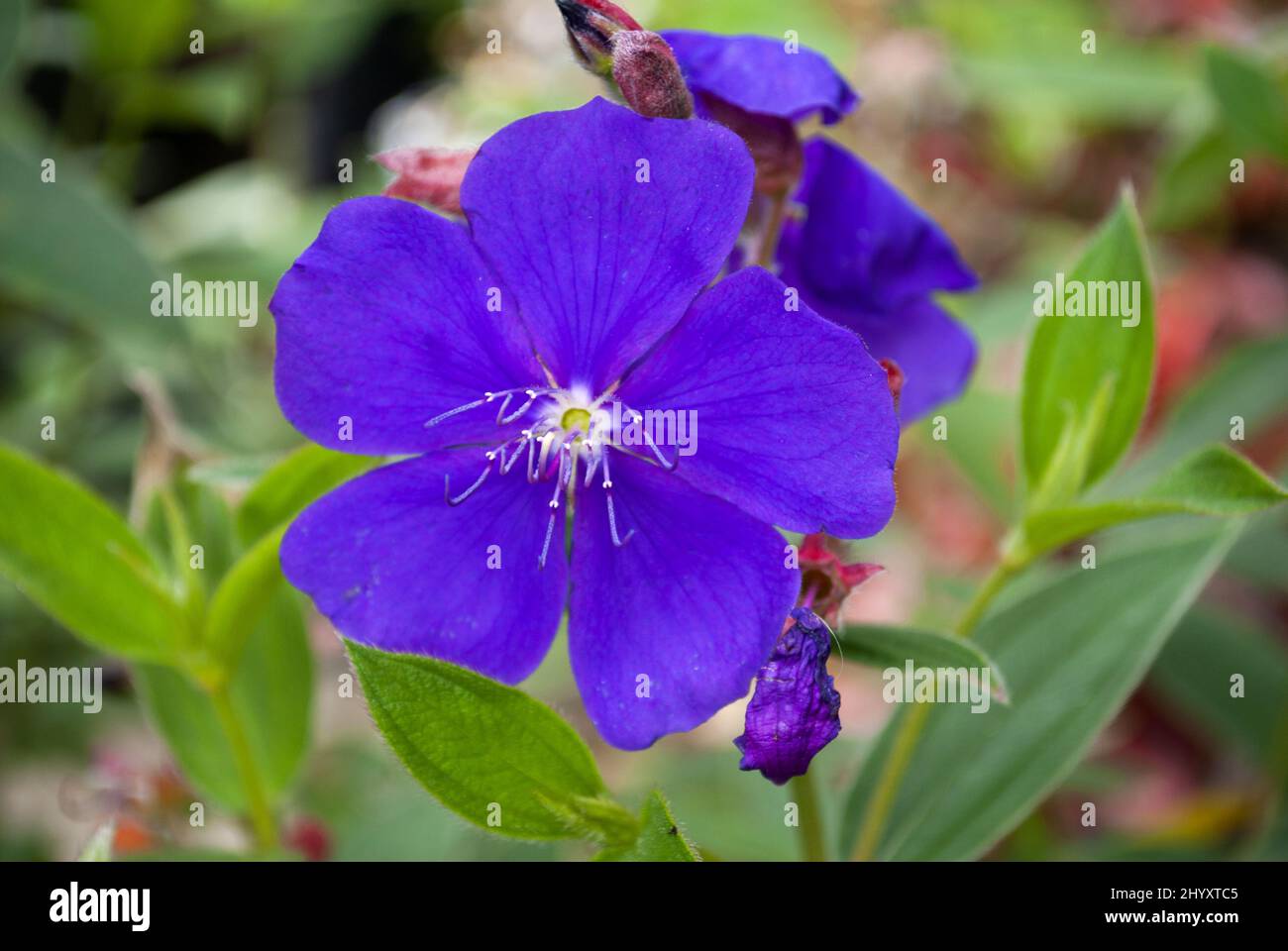 Flower in tropical garden of Guatemala Stock Photo - Alamy