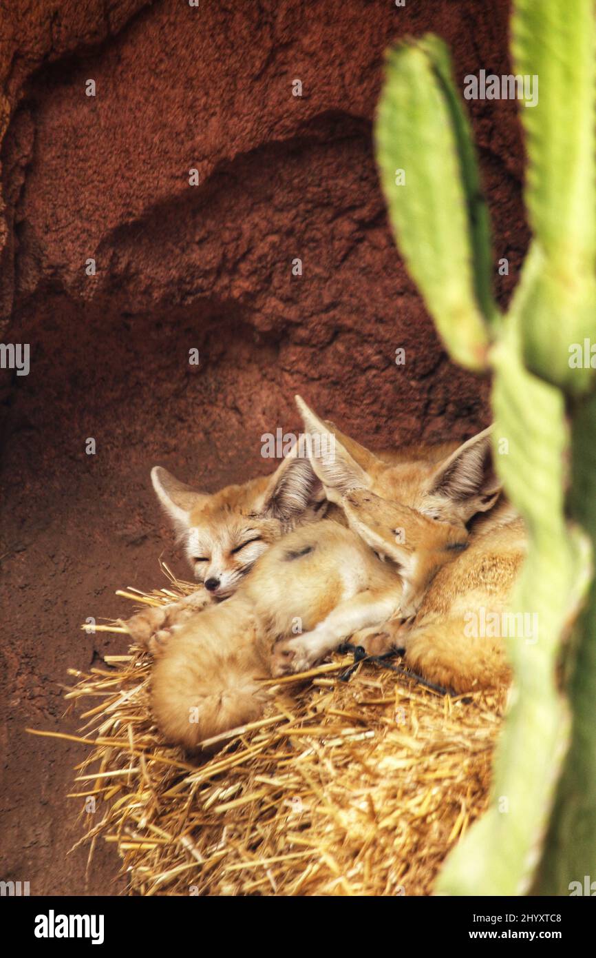 Adorable furry fennec foxes sleeping together on the nest Stock Photo ...
