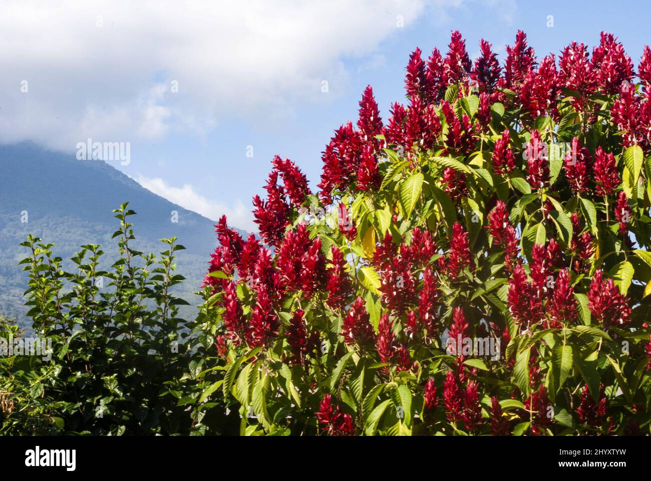 Outdoor flowers in the garden of Guatemala Stock Photo - Alamy
