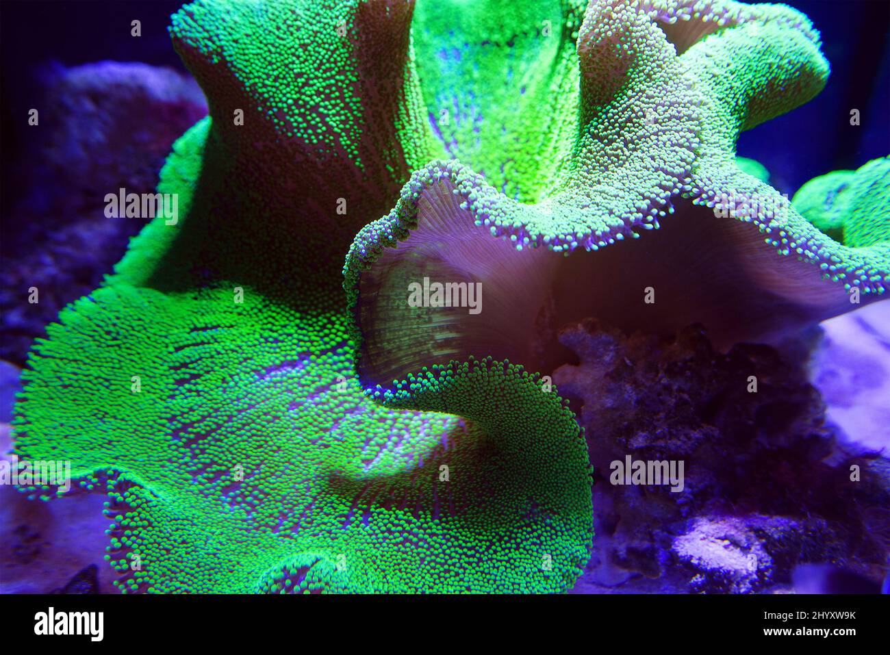 Ultra Neon Green polyp Crown Leather coral in aquarium Stock Photo - Alamy