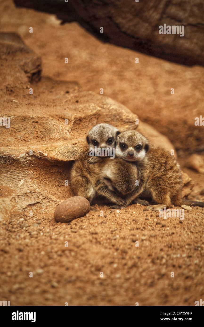 Meerkats Hugging