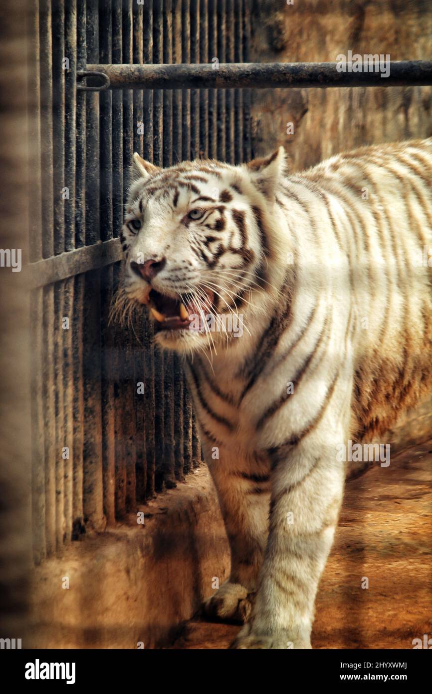 Exotic patterned white tiger in the zoo Stock Photo - Alamy